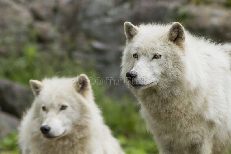 Pair of Arctic Wolves in a Fall, Forest Environment Stock Image - Image ...