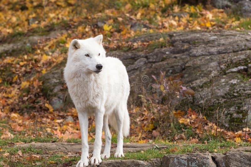 Arctic Wolves in a Fall Forest Stock Photo - Image of grey, mammal ...