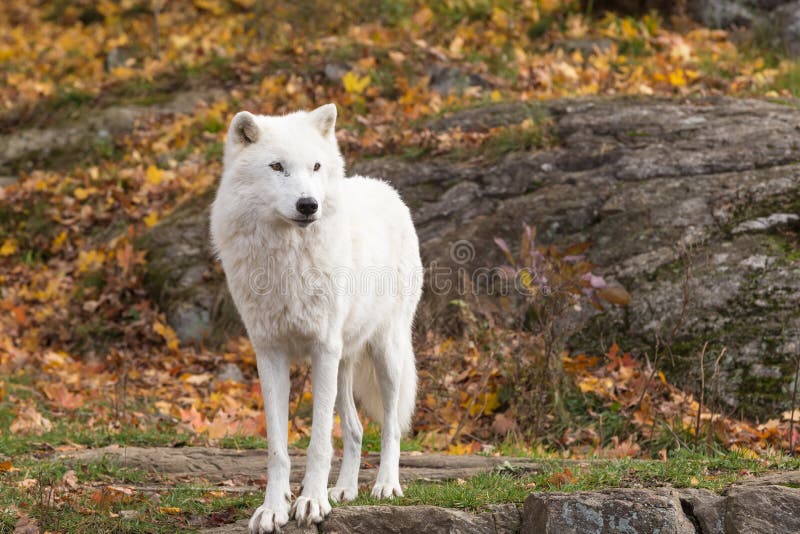 Arctic Wolves in a Fall Forest Stock Photo - Image of eyes, fall: 79337716