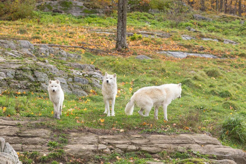 Arctic Wolves in a Fall Forest Stock Image - Image of beast, natural ...