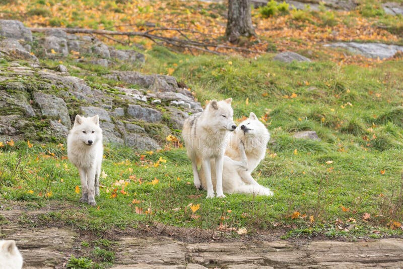 Arctic Wolves in a Fall Forest Stock Image - Image of canis, copy: 79337807