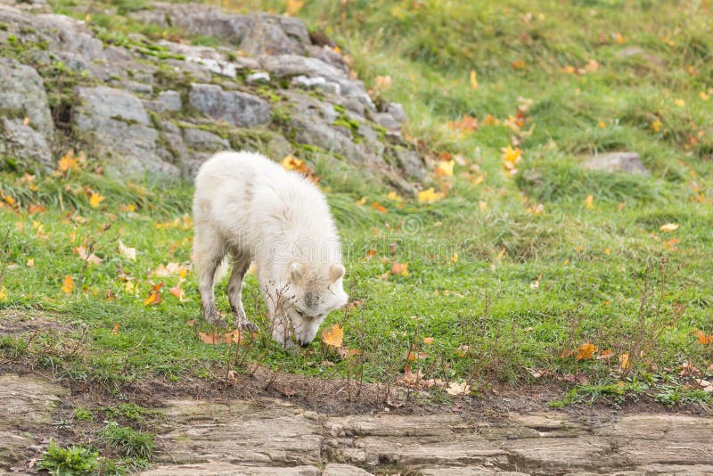 Arctic Wolves in a Fall Forest Stock Photo - Image of colourful ...