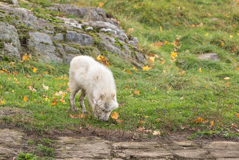 Arctic Wolves in a Fall Forest Stock Photo - Image of nature, arctic ...