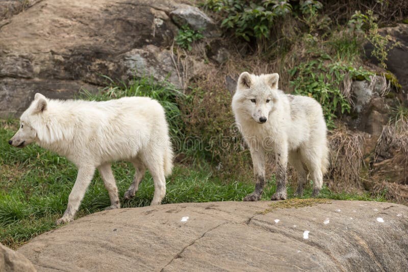 9,806 Wolves Photos - Free & Royalty-Free Stock Photos from Dreamstime