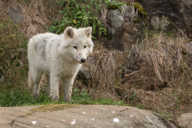 Arctic Wolves in a forest stock photo. Image of danger - 78193208