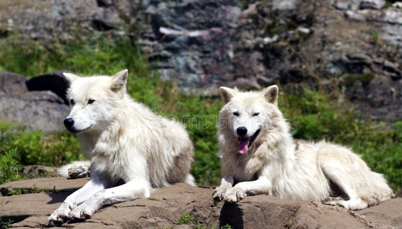 Arctic wolves stock image. Image of power, beauty, nature - 49334597