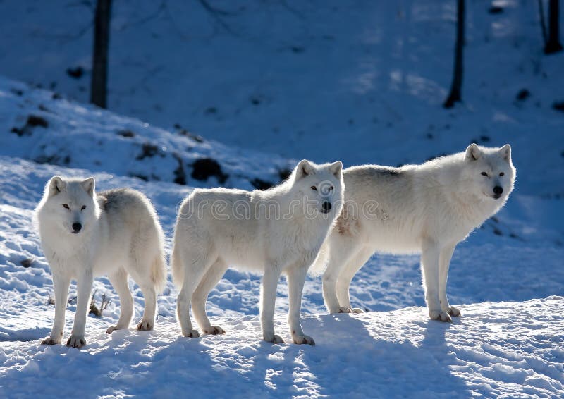 Red wolf in snow stock image. Image of wolves, relaxing - 12433493