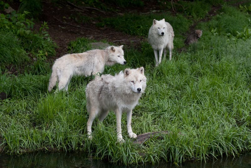 Three Arctic Wolves (Canis Lupus Arctos) Standing in the Grass in ...