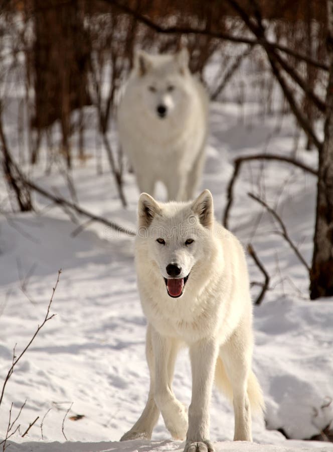 Arctic Wolves in winter stock photo. Image of snow, wild - 15326952