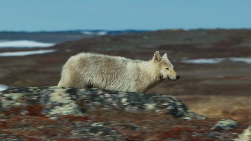 Arctic Wolves, The Wolf Runs At The Herd, Trying To Flush Out The Weak ...