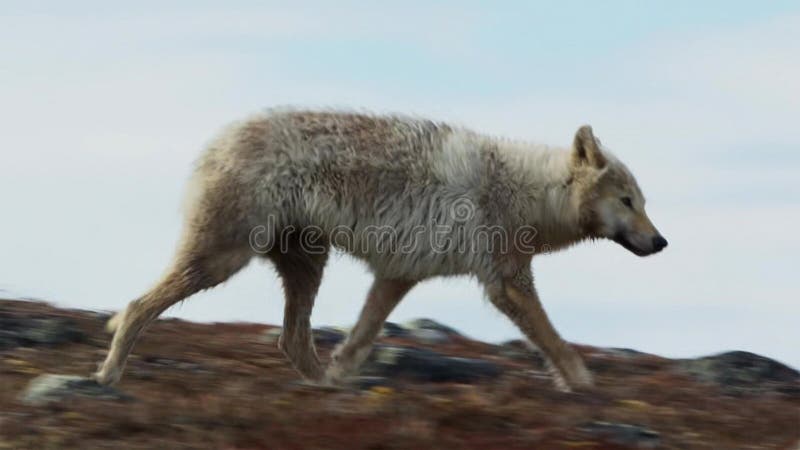 Arctic Wolves, The Wolf Runs At The Herd, Trying To Flush Out The Weak ...