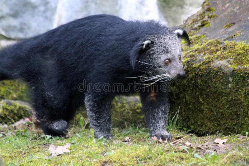 Arctictis Binturong Exotic Animal Stock Image - Image of wild, woods ...
