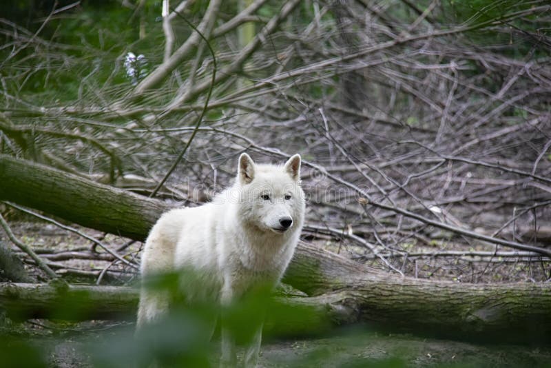 Arctis wolf stock image. Image of lupus, predator, snow - 261432387