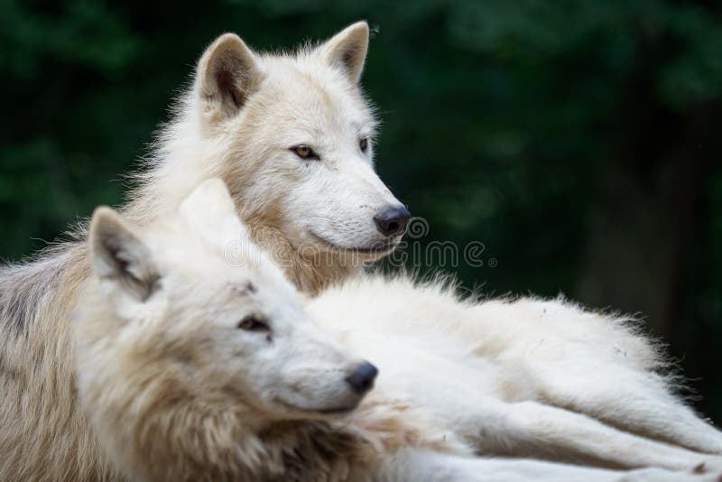 Arctische Wolf Canis Lupus Arctos, Ook Bekend Als De Witte Wolf of De ...