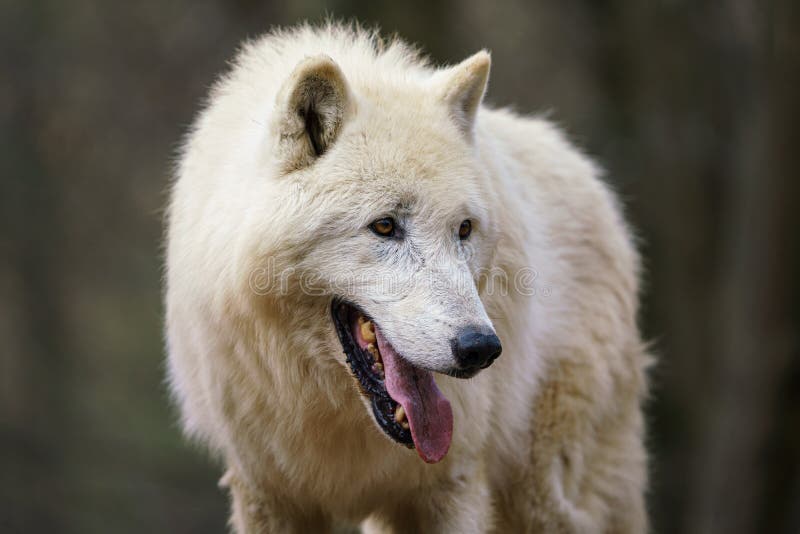 Arctische Wolf Canis Lupus Arctos, Ook Bekend Als De Witte Wolf of De ...