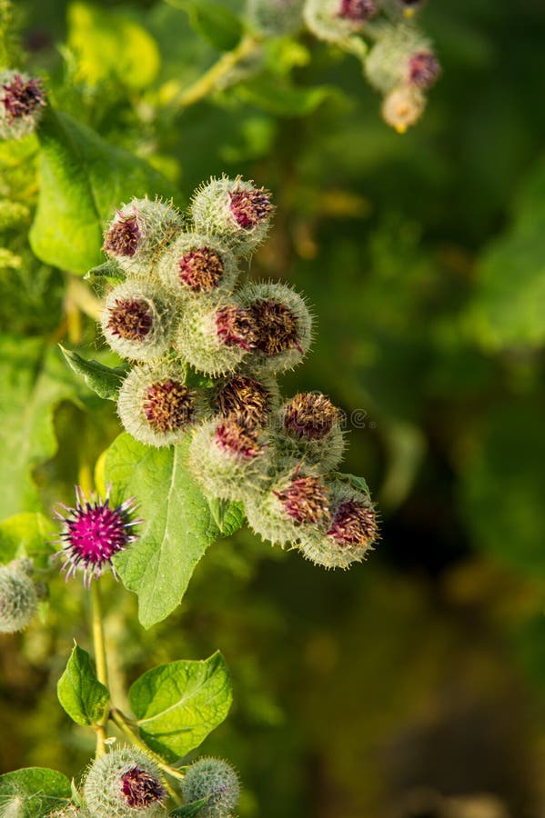 Arctium lappa, stockfoto. Bild von botanik, kugel, säure - 122279100