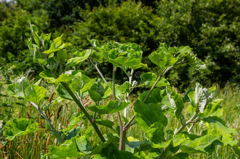 Arctium Lappa - Young Burdock Leaves in an Early Summer Stock Photo ...