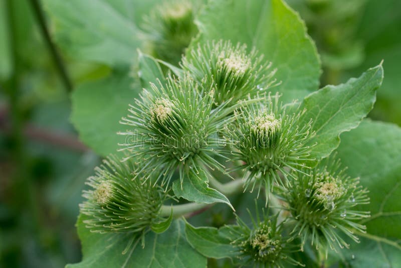 Lesser Burdock in Bloom Closeup View with Blurred Plants on Background ...