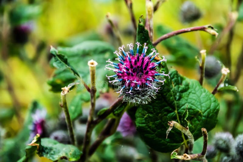 Arctium tomentosum stock image. Image of purple, medicine - 271793295