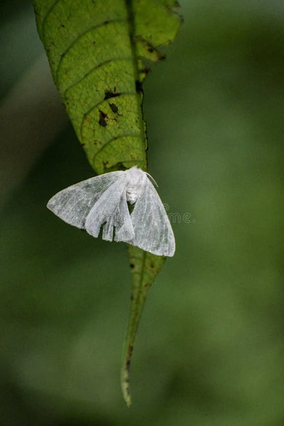 Arctornisinsects Stock Photos - Free & Royalty-Free Stock Photos from ...