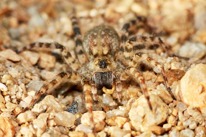 Arctosa cinerea foto de archivo. Imagen de peligroso - 108093448