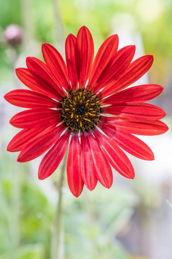 Arctotis Hybrid Red Magic Flower Stock Photo - Image of outdoors ...