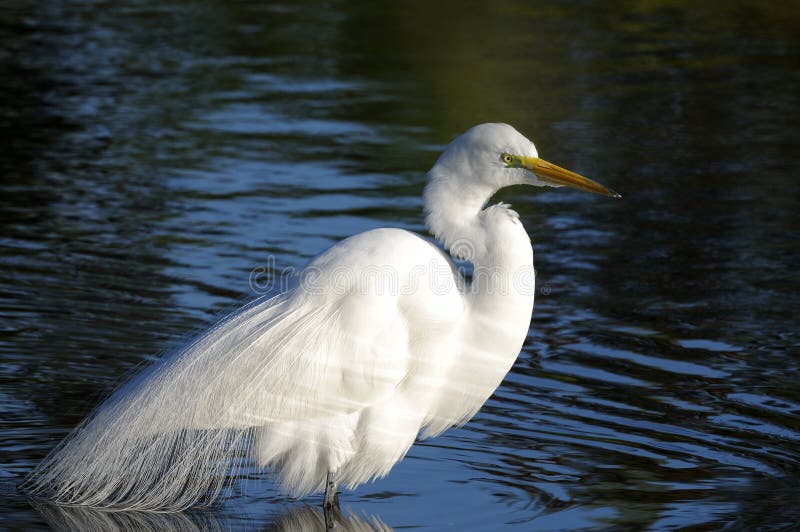Ardea alba, great egret stock image. Image of eyes, florida - 13515221