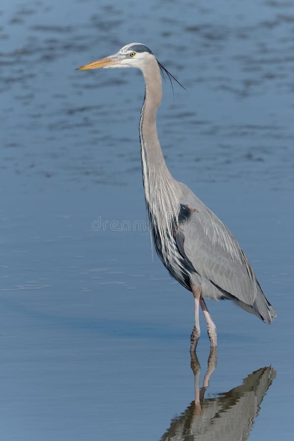 Ardea bird in the water stock image. Image of marsh - 262540991