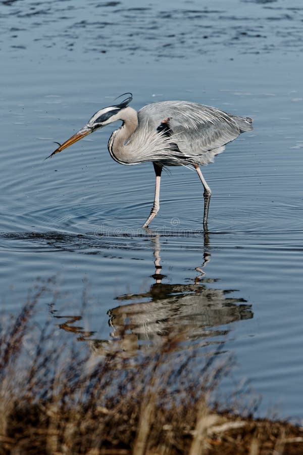 Ardea bird in the water stock photo. Image of animal - 262540992