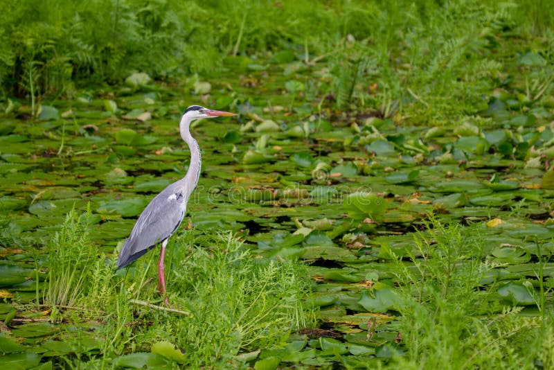 Ardea Gris De La Garza Cinerea Foto de archivo - Imagen de lago, isla ...
