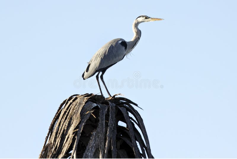 Retrato De La Garza Gris Joven (ardea Cinerea) Imagen de archivo ...