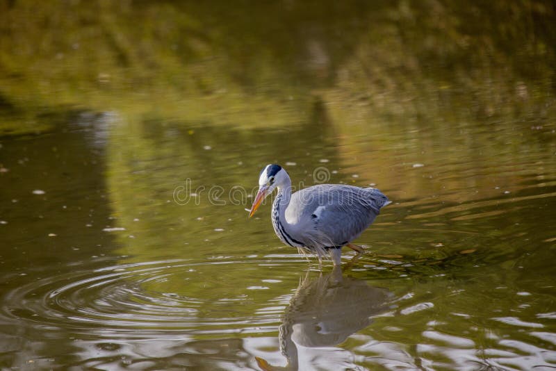 Ardea Gris De La Garza Cinerea Foto de archivo - Imagen de agua, pluma ...