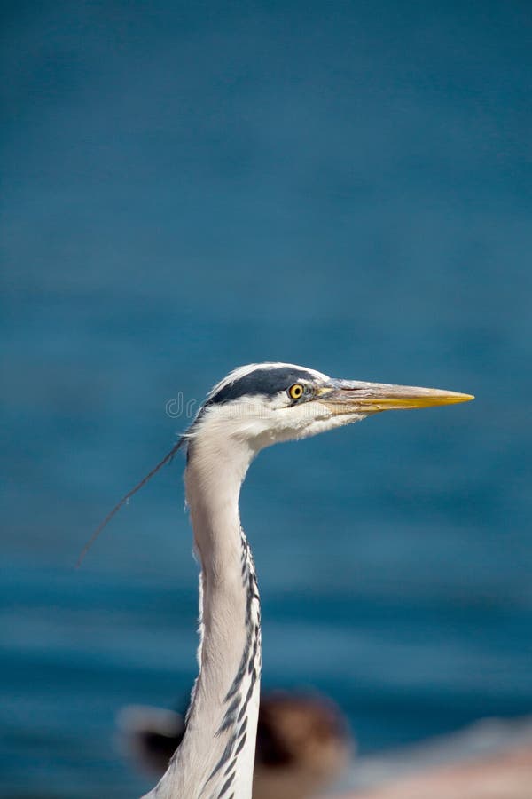 Ardea Gris De La Garza Cinerea Foto de archivo - Imagen de hembra, azul ...