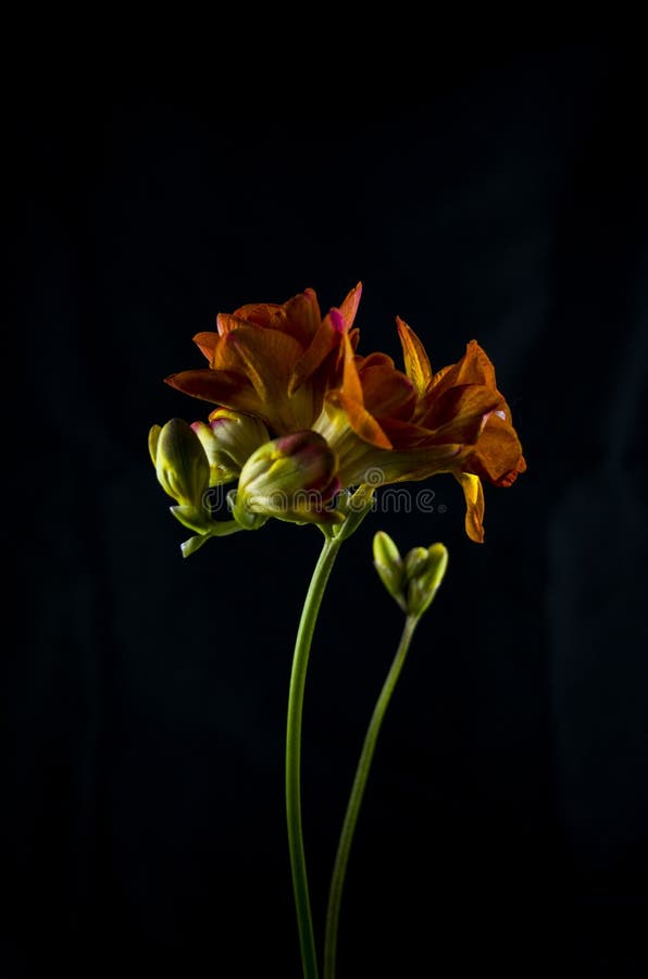 Ardent stock image. Image of black, color, fresh, studio - 42728813