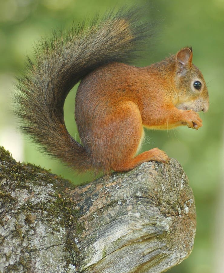 80,283 Ardilla En El árbol Fotos de stock - Fotos libres de regalías de ...