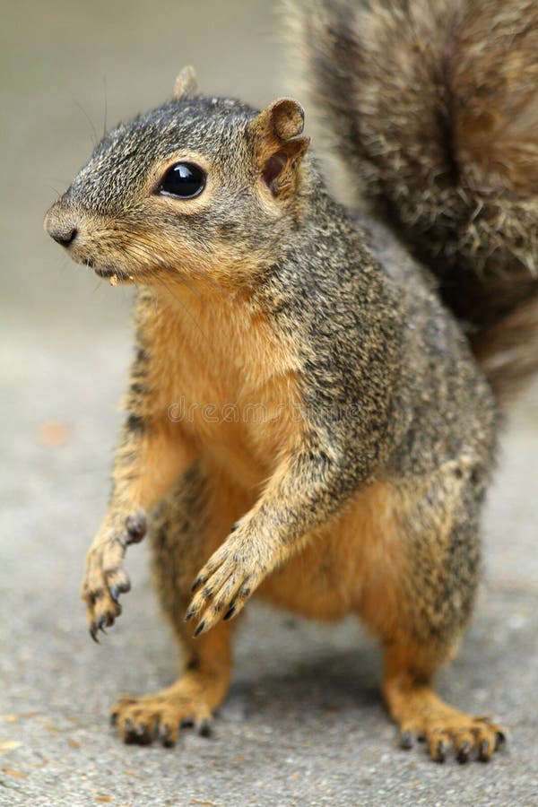 Ardilla foto de archivo. Imagen de comer, lafayette, roedor - 15332924