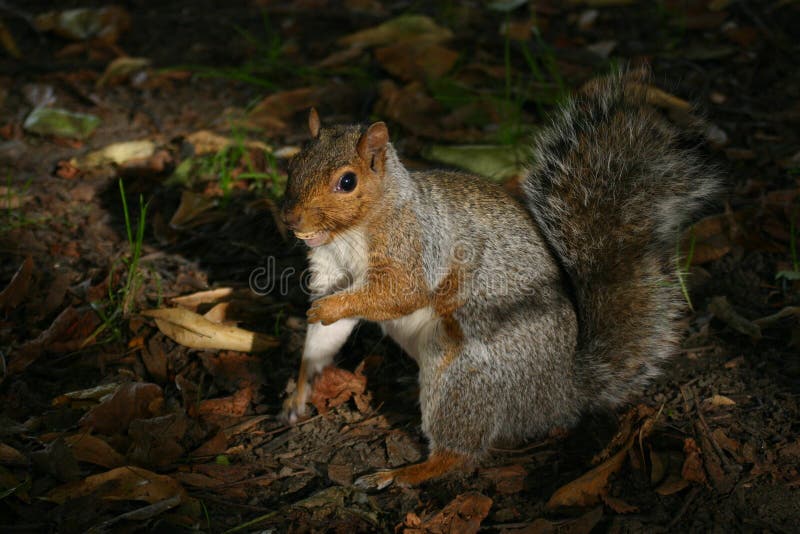 Ardilla imagen de archivo. Imagen de america, roedores - 212499