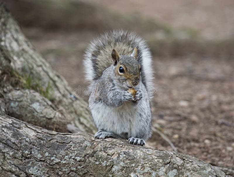 Ardilla imagen de archivo. Imagen de animal, vida, rata - 4892443