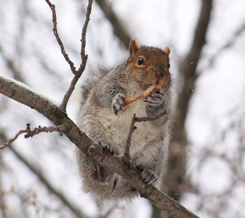 Comer Ardillas En El Alimentador Foto de archivo - Imagen de cubo ...