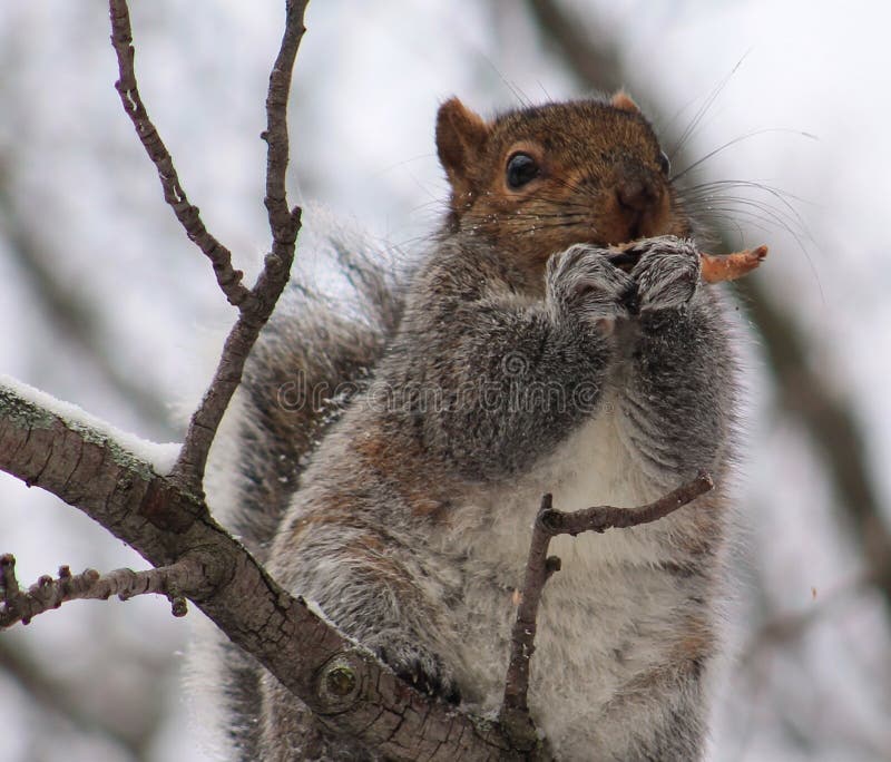Comer Ardillas En El Alimentador Foto de archivo - Imagen de cubo ...