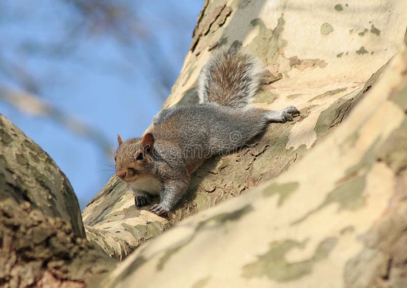 Ardilla blanca 4 foto de archivo. Imagen de animal, hierba - 8842102