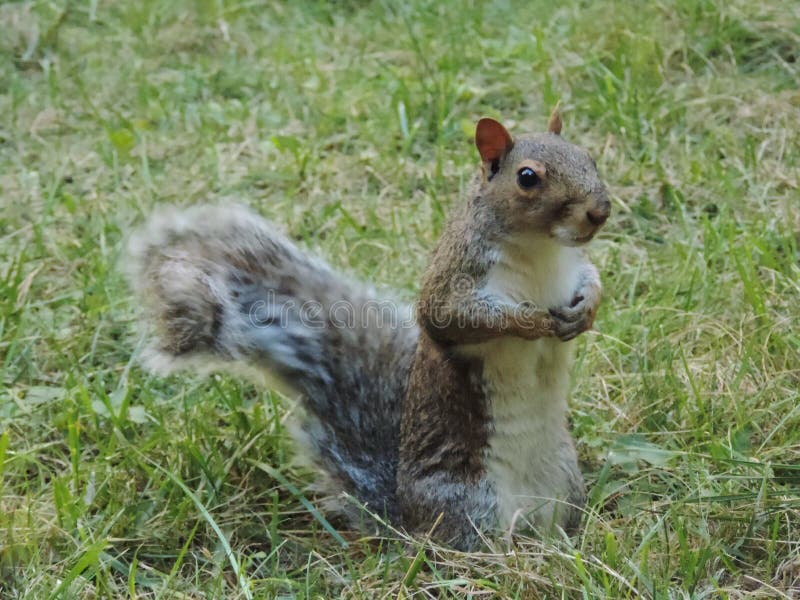 Ardilla Situada Cerca Del Tamarindo, Costa Rica Foto de archivo ...