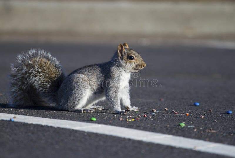 Ardilla Con La Cara Divertida Imagen de archivo - Imagen de divertido ...