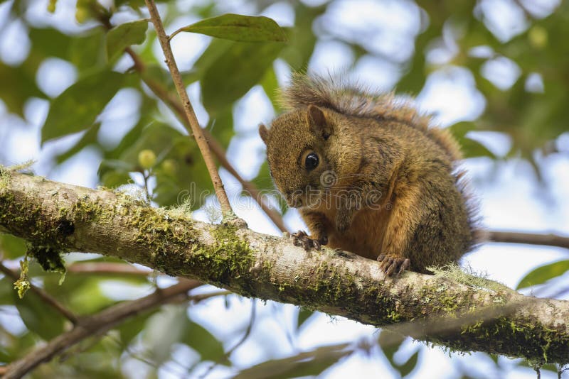 Ardilla Abigarrada, Variegatoides Del Sciurus, Con La Comida, Retrato ...