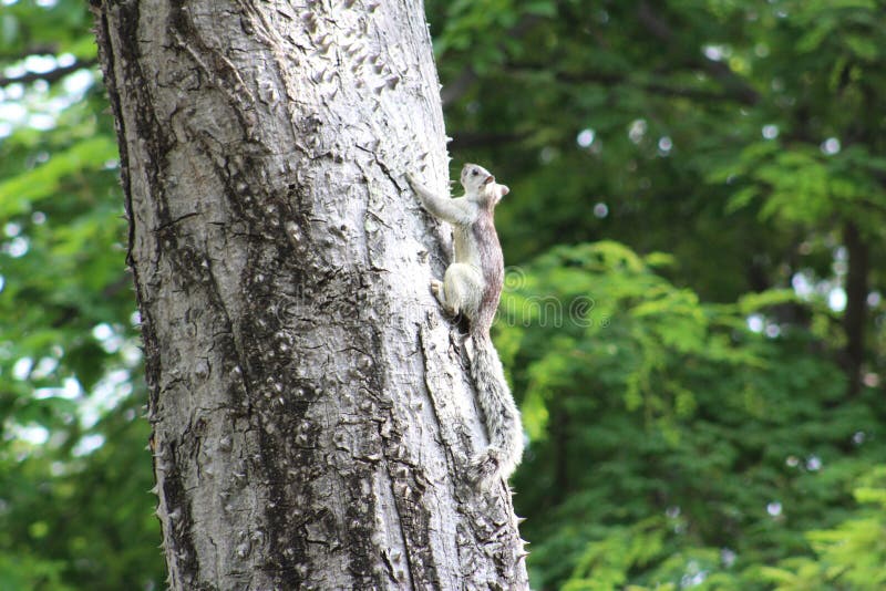 Ardilla Blanca En Costa Rica Imagen de archivo - Imagen de rica, fauna ...