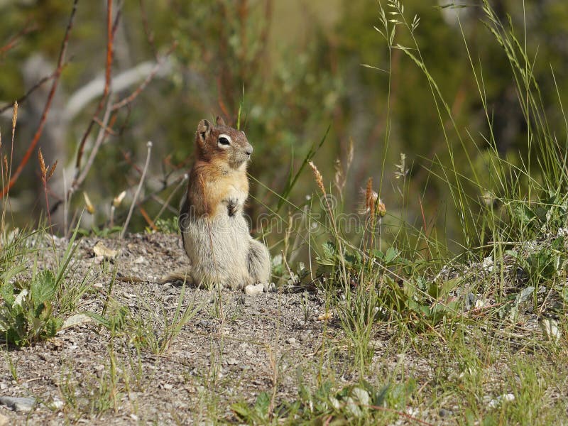 Ardilla De La Ardilla Listada En Las Orillas De Lake Louise Foto de ...