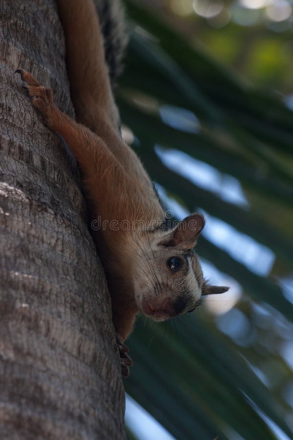 Ardilla De Playa Conchal En Costa Rica Foto de archivo - Imagen de ...