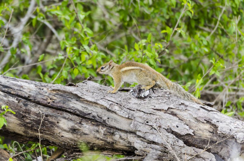Ardilla de tierra rayada imagen de archivo. Imagen de cola - 38433133