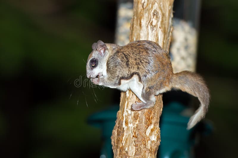Ardilla De Vuelo, Planeador Del Azúcar Foto de archivo - Imagen de ...
