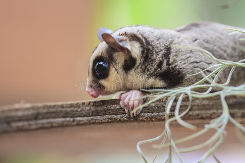 Ardilla De Vuelo, Planeador Del Azúcar Foto de archivo - Imagen de ...